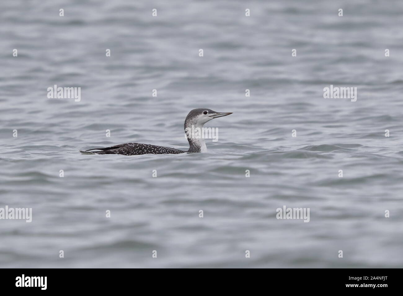 Red throated diver winter plumage hi-res stock photography and images ...