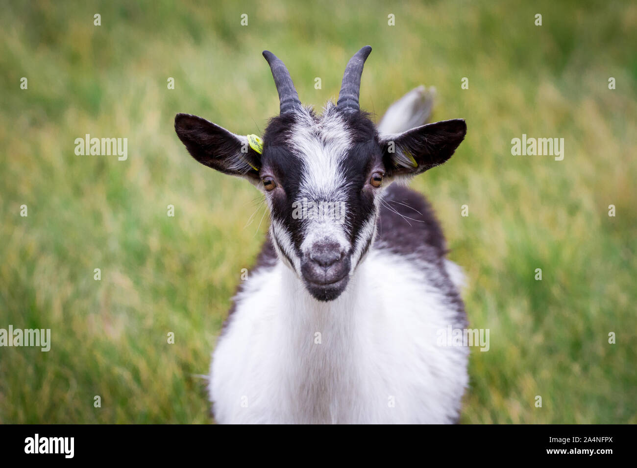A peacock goat on a pasture (Pfauenziege), an endangered goat breed ...