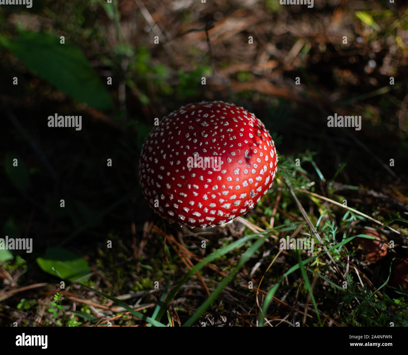 Toadstool forest hi-res stock photography and images - Alamy