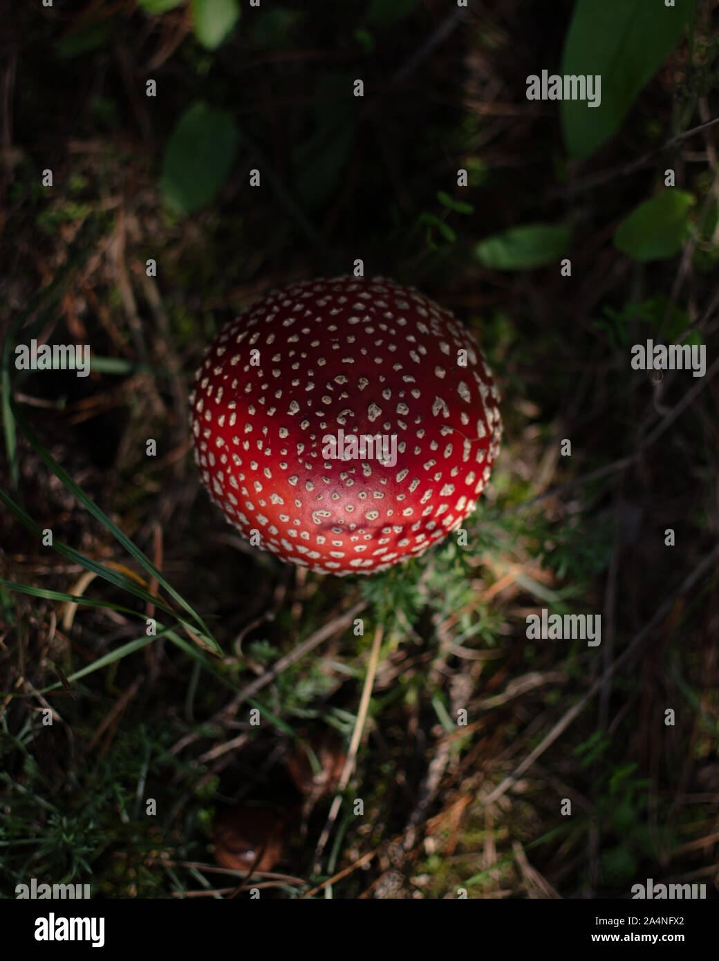 Top down toadstool Stock Photo - Alamy