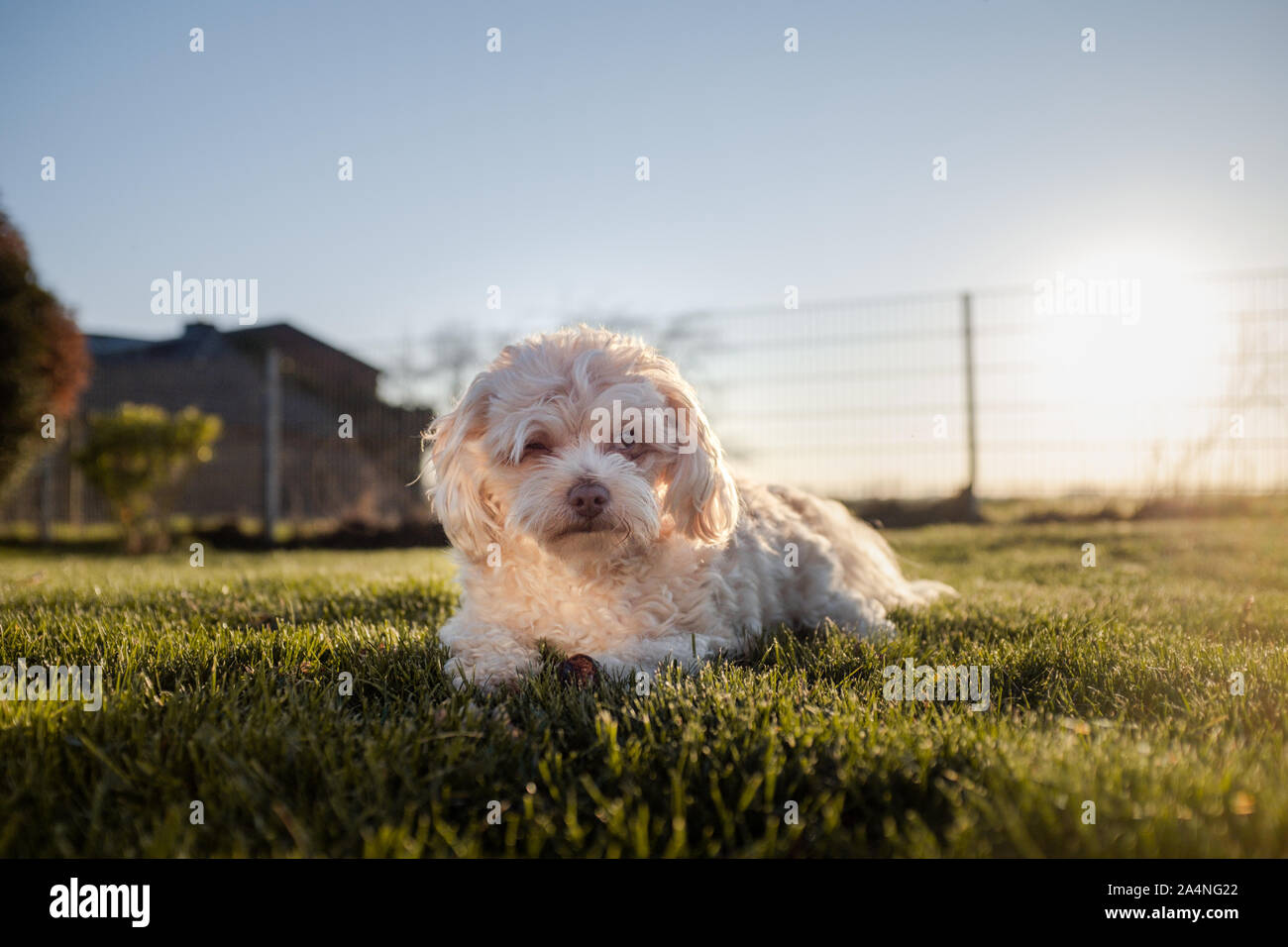 Winking dog in a garden Stock Photo - Alamy