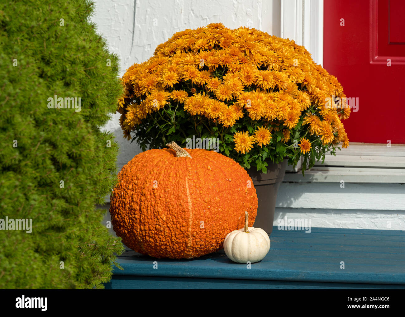 Doorstep plant display hi-res stock photography and images - Alamy
