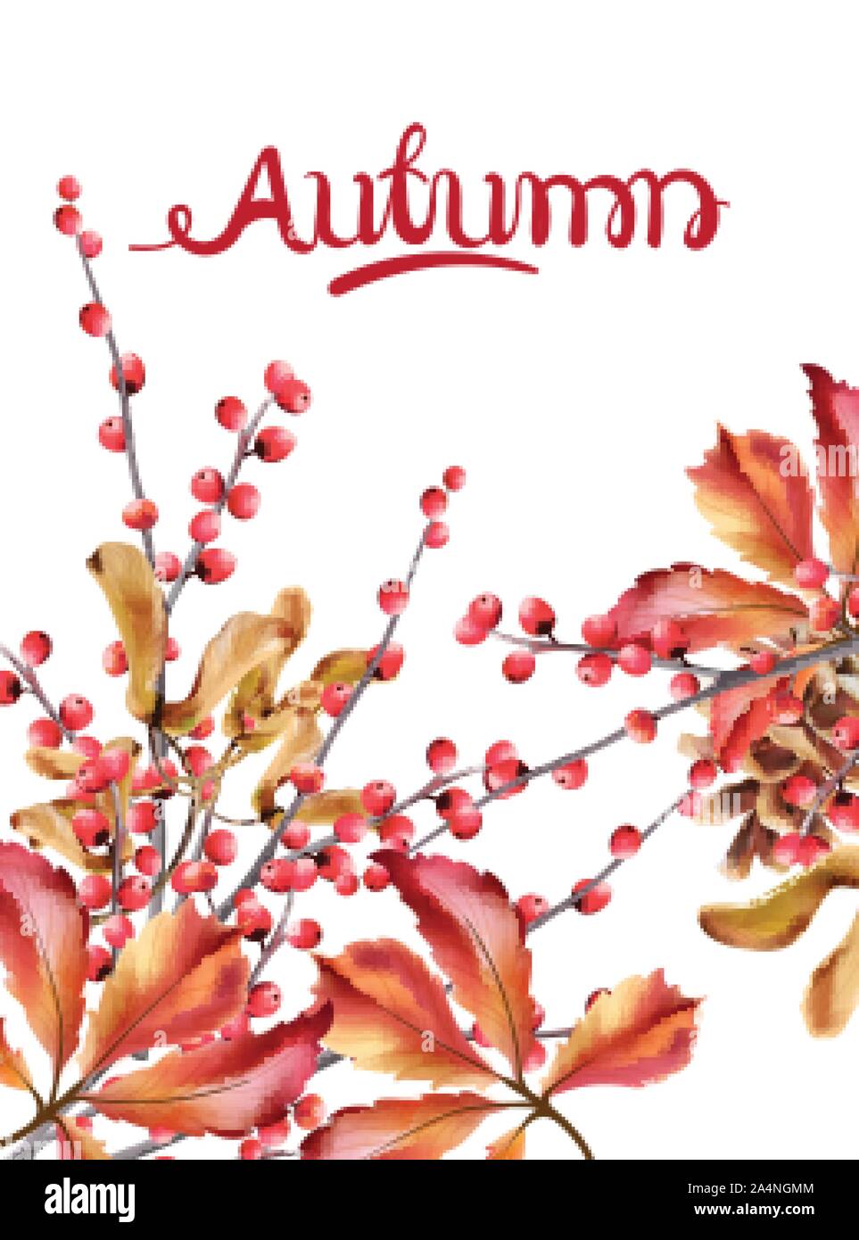 Autumn wild berries card vector watercolor. Isolated background ...
