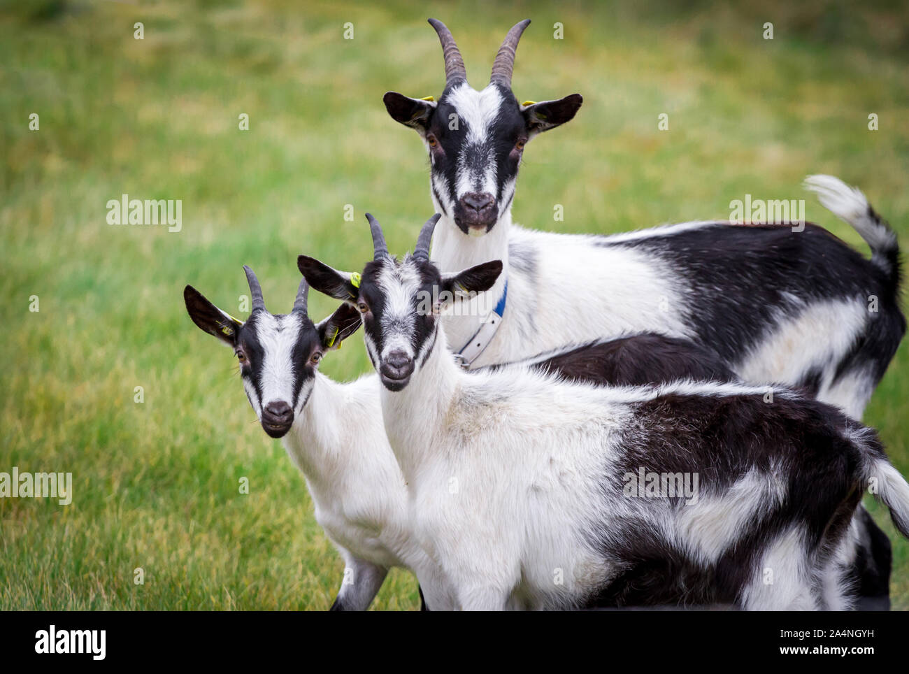 Three peacock goats on a pasture (Pfauenziege), an endangered goat ...
