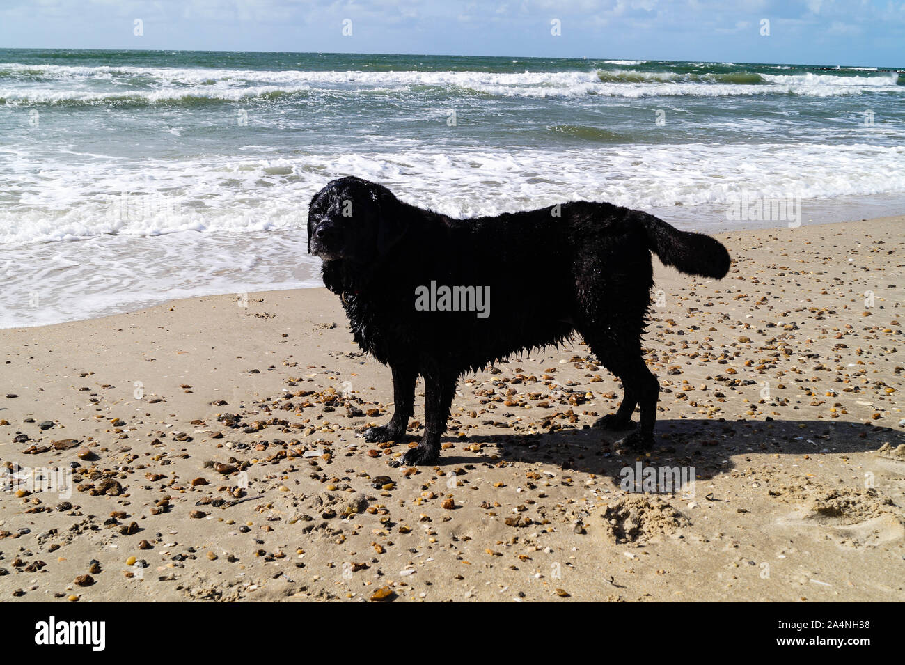 Black lab beach ball hi-res stock photography and images - Alamy