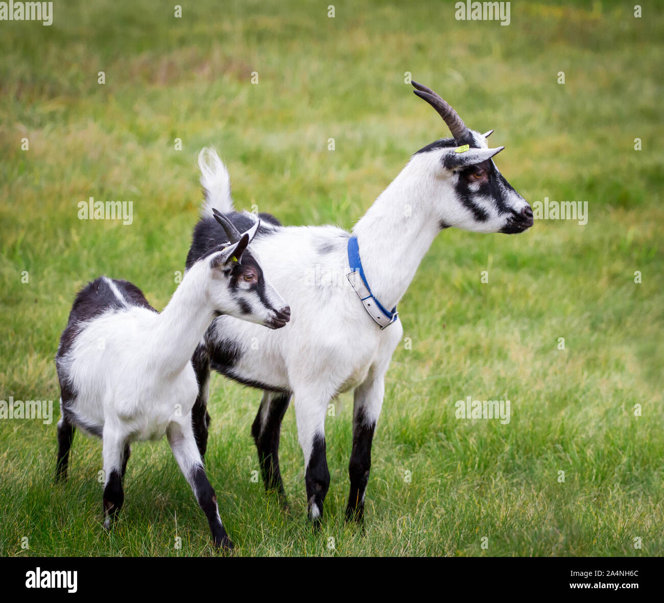 Black and white goats hi-res stock photography and images - Alamy
