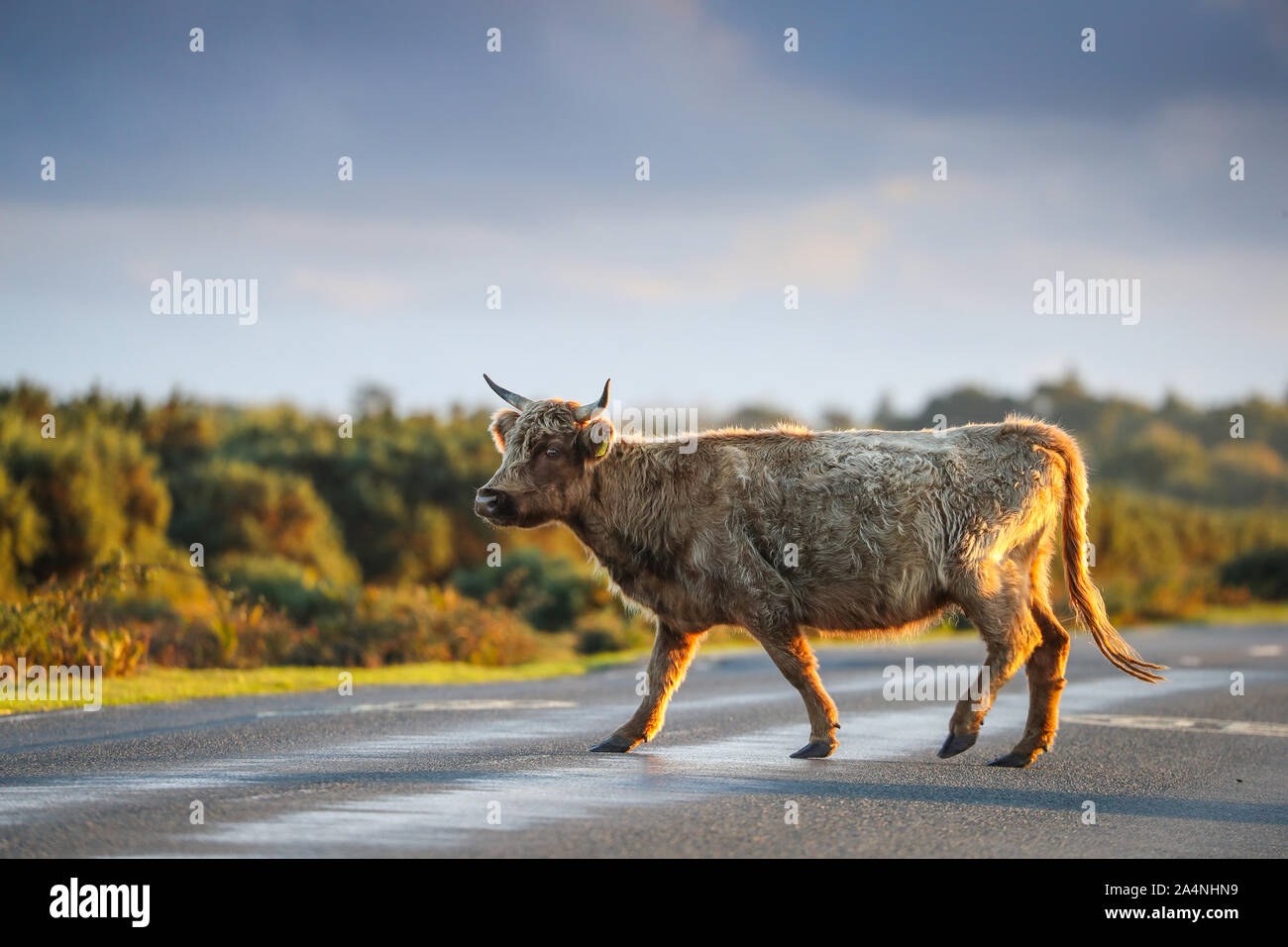 New Forest, Hampshire, UK. 15th October 2019. A free roaming cow ...