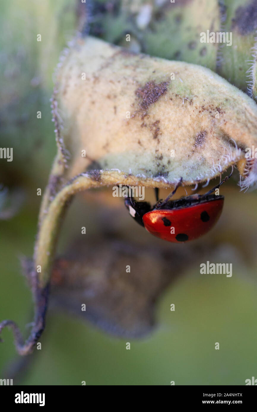 Macro of ladybug on a blade of grass in the morning sun Ladybug - bug ...