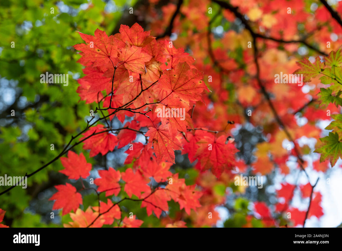 Downy japanese maple hi-res stock photography and images - Alamy