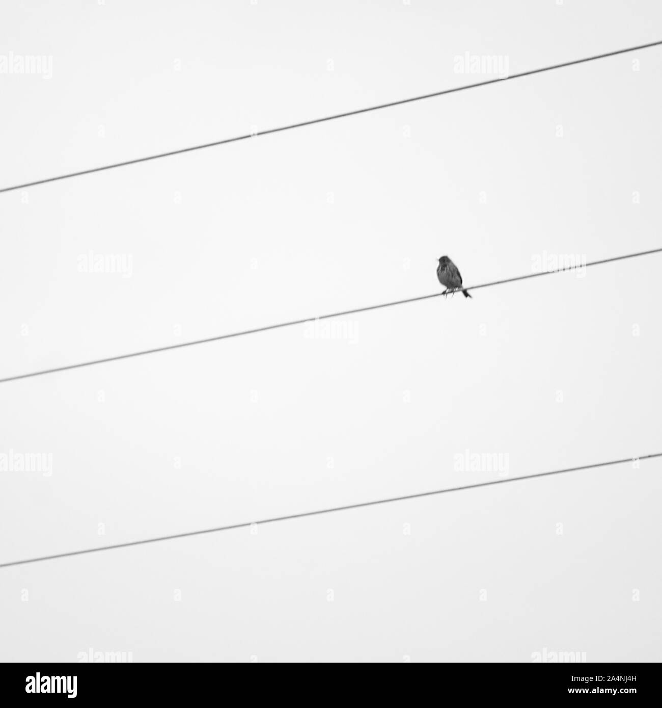 Sparrow bird Black and White Stock Photos & Images - Alamy