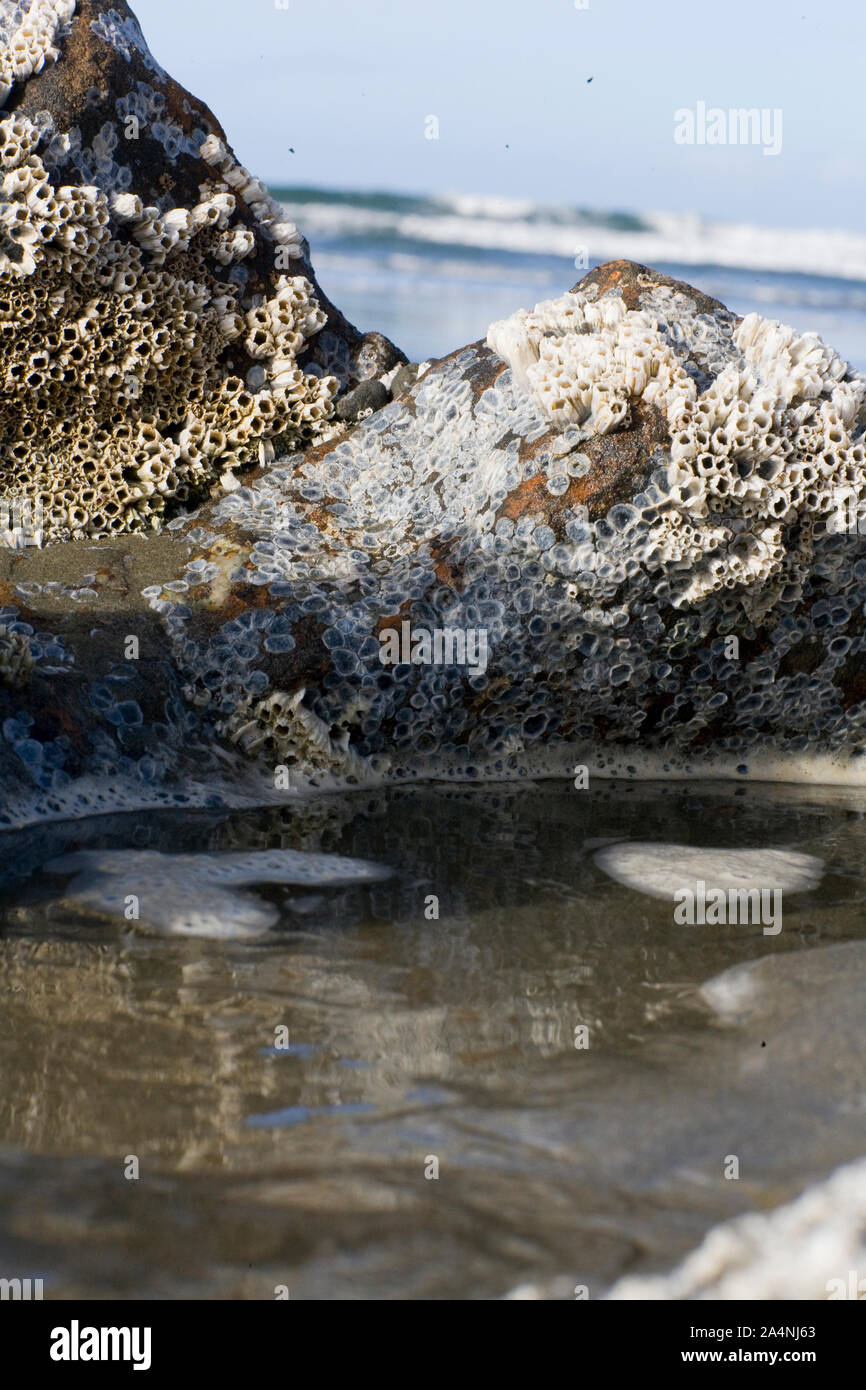 Tidal pool with rocks covered in barnacles Stock Photo - Alamy