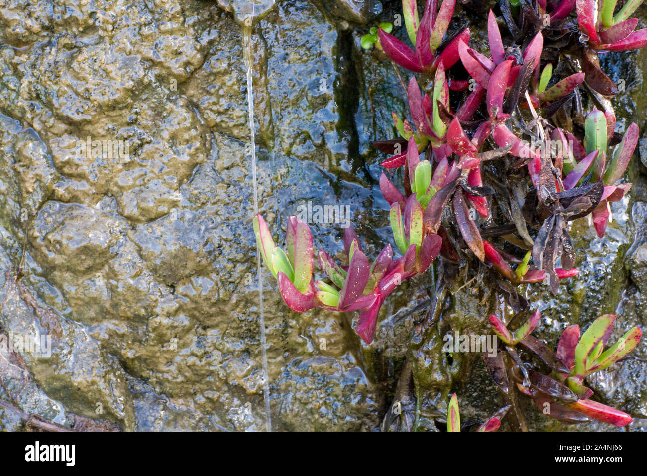 Plants growing on wet cliff face Stock Photo - Alamy
