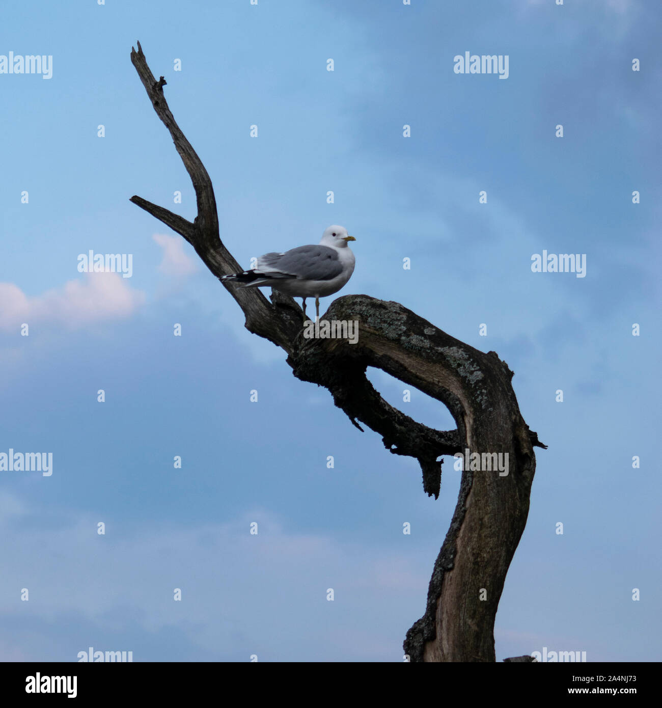 Seagul on Branch at Beach Stock Photo - Alamy