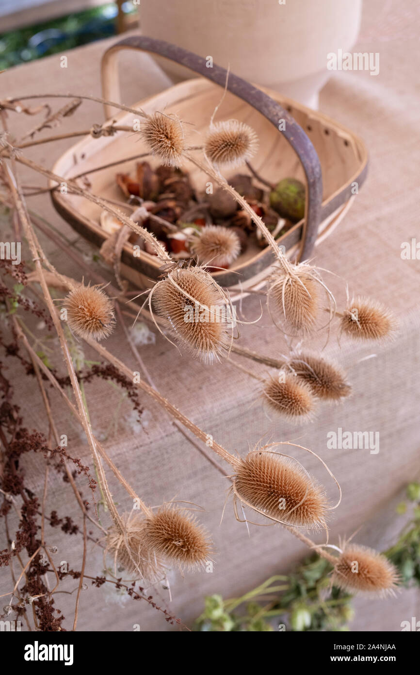 Dipsacus fullonum. Dried teasel plants on display at Daylesford autumn ...