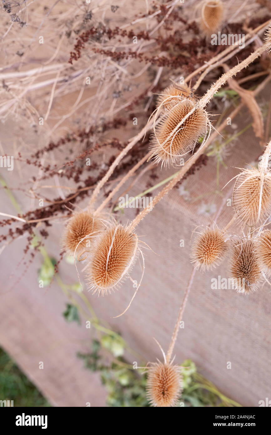 Dipsacus fullonum. Dried teasel plants on display at Daylesford autumn ...