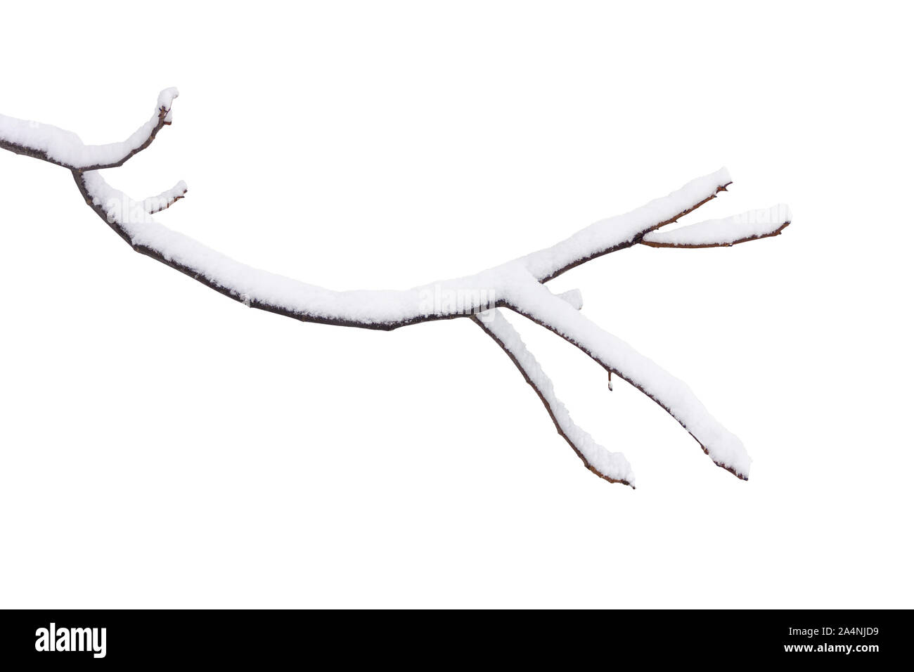 tree branch in snow isolated on white background Stock Photo - Alamy