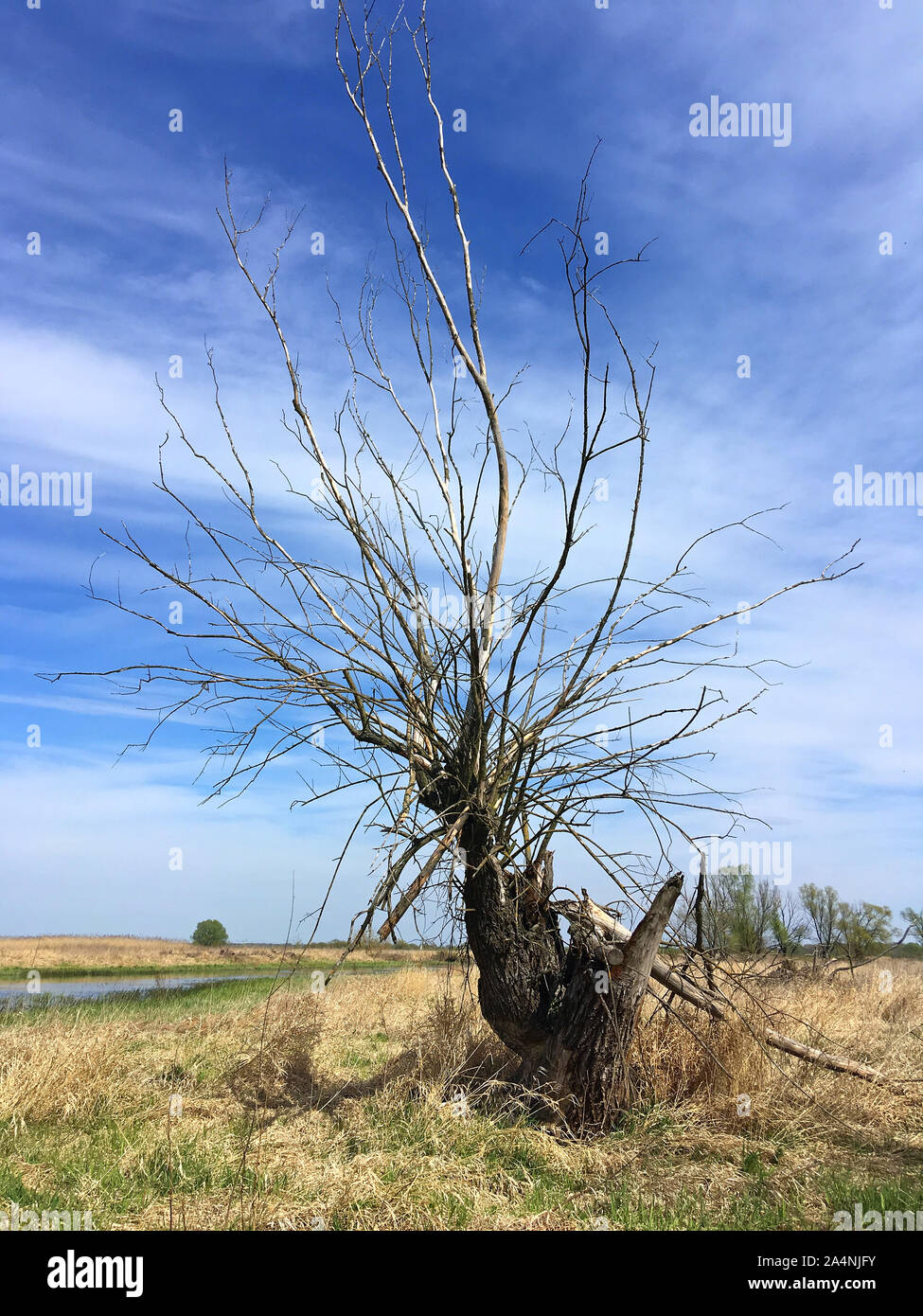 Old stump of tree in the field hi-res stock photography and images - Alamy