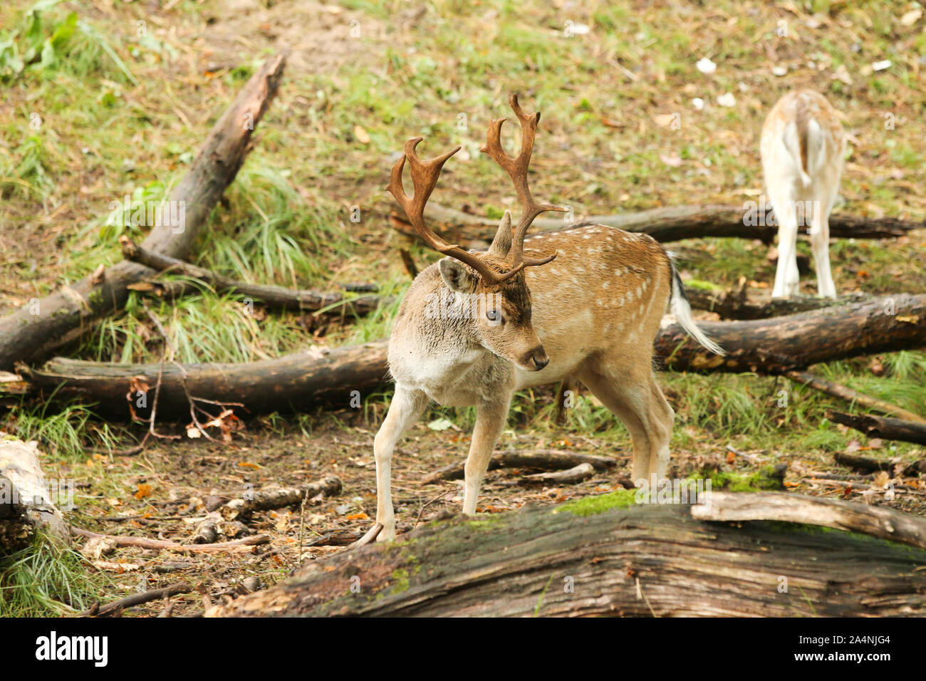 Majestic adult male fallow deer stag, buck, bull, during the rutting ...