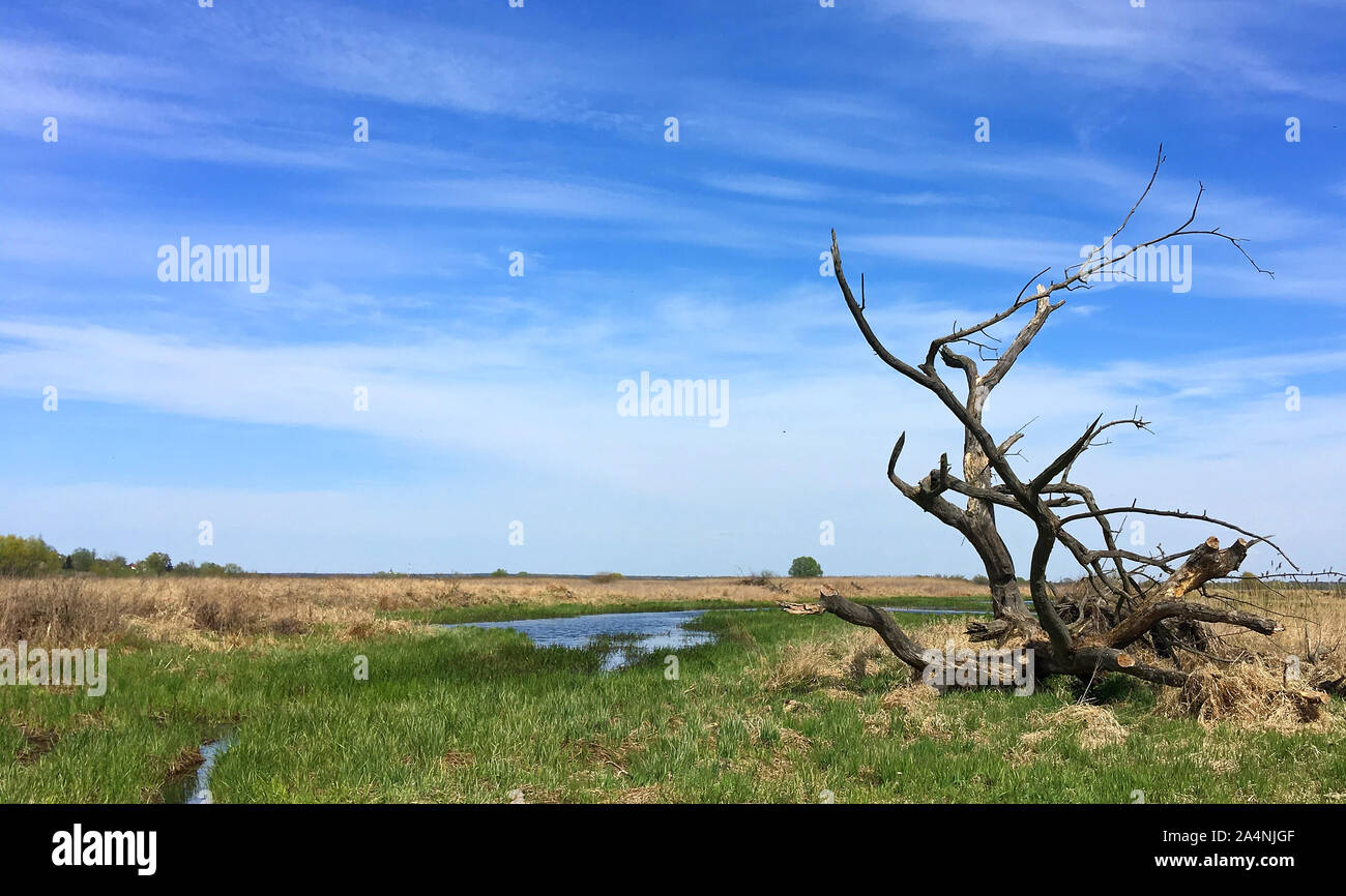 bough of an old tree on a beautiful picturesque spring field, beautiful ...