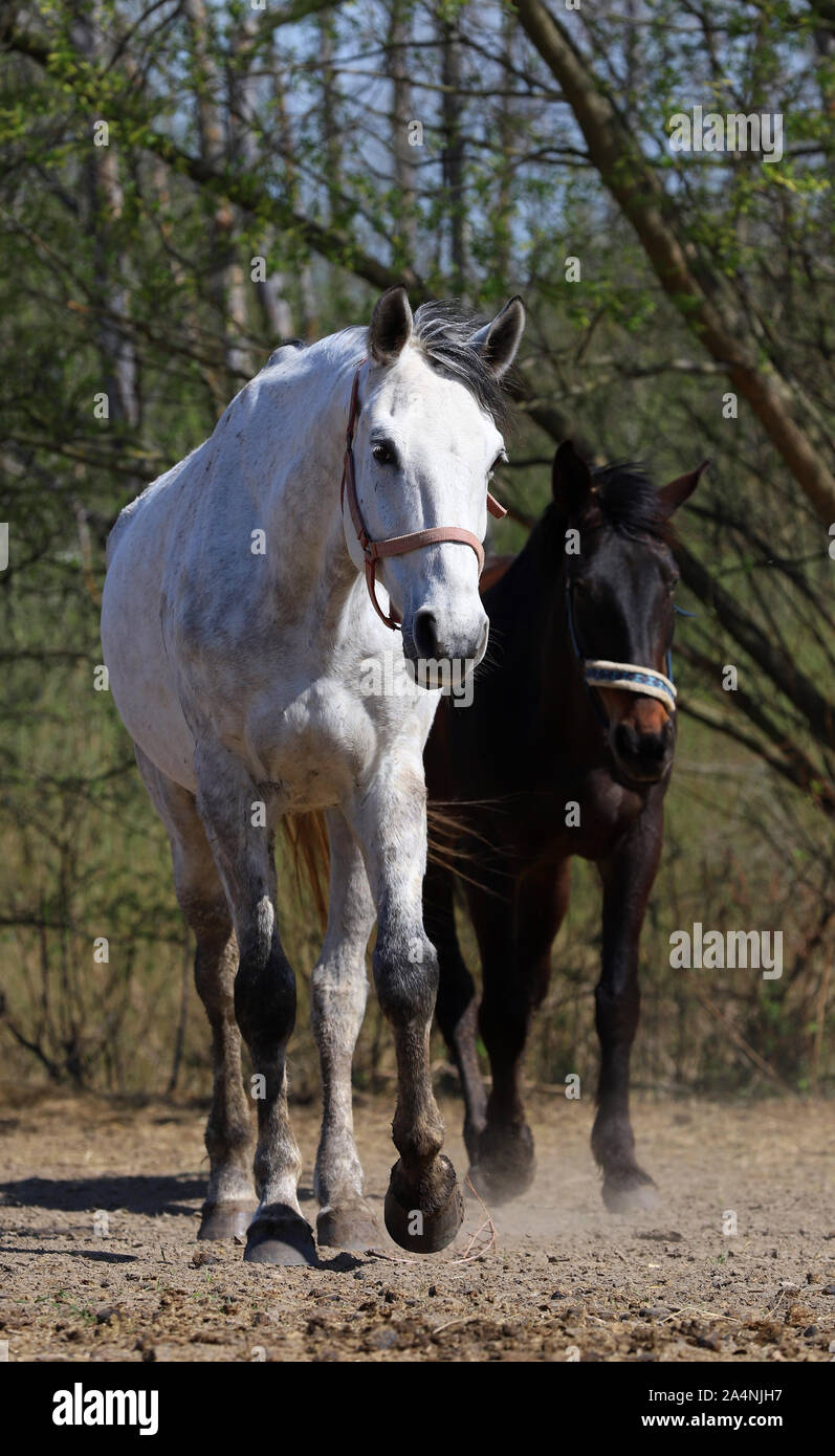 horse in field, two beautiful black and white horses are walking ...