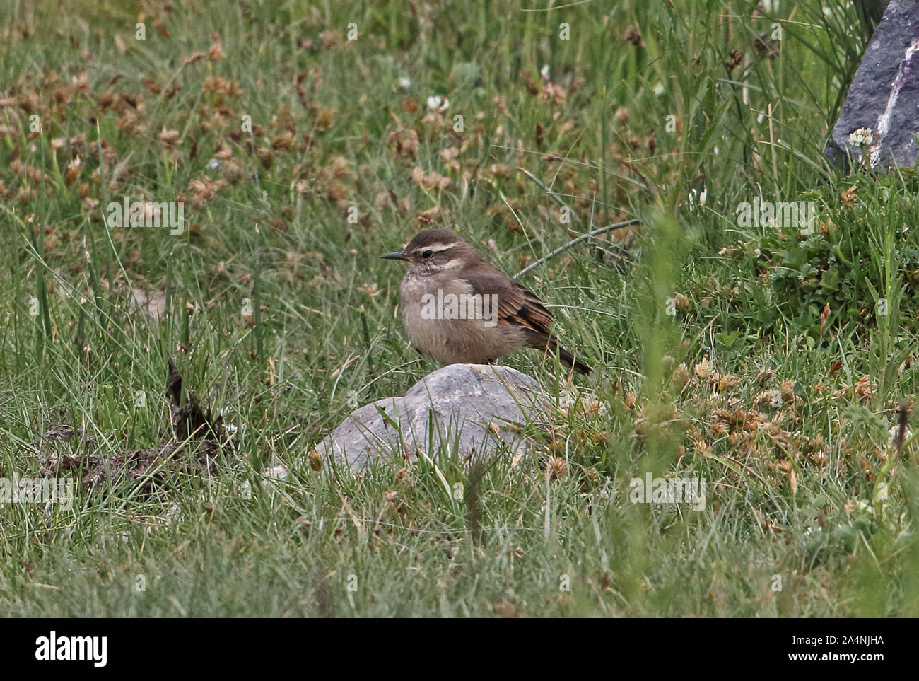 Grey-flanked Cinclodes (Cinclodes oustaleti oustaleti) adult standing ...