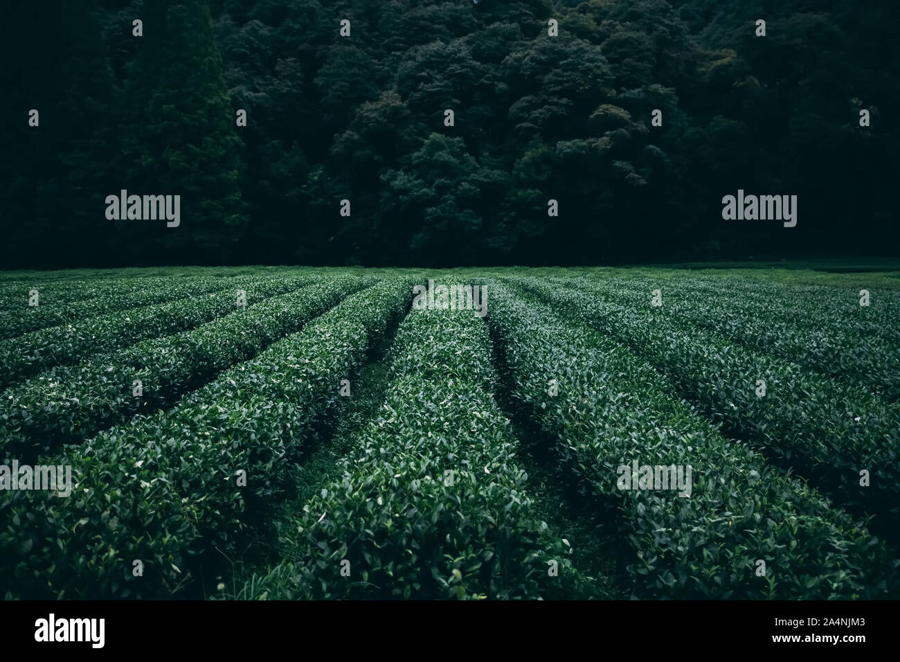 Bangladesh Tea High Resolution Stock Photography and Images - Alamy