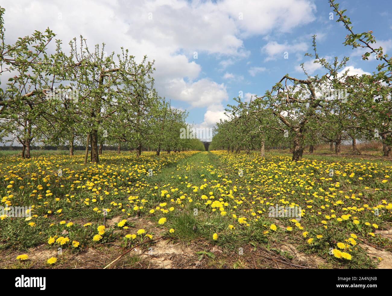 Fruit tree with grass flowers cherry blossom with blue sky hi-res stock ...