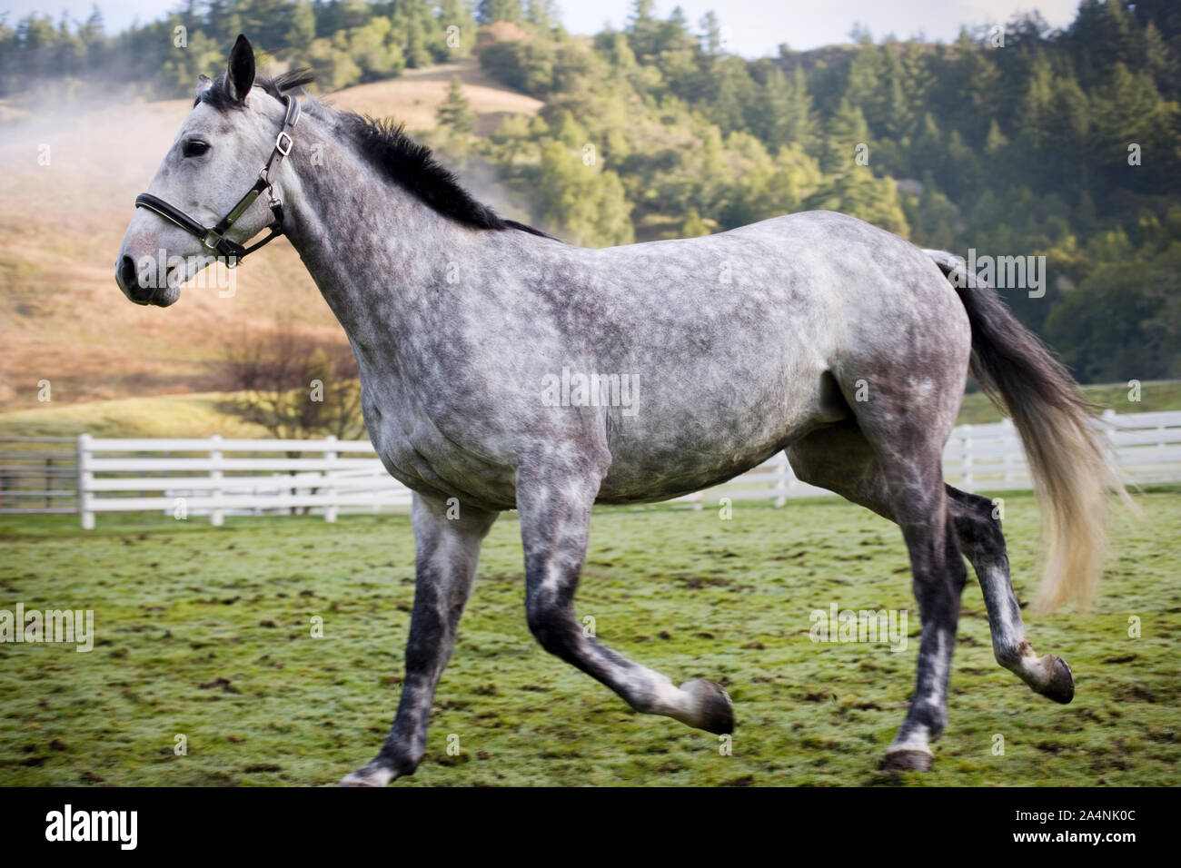 Grey horse galloping hi-res stock photography and images - Alamy