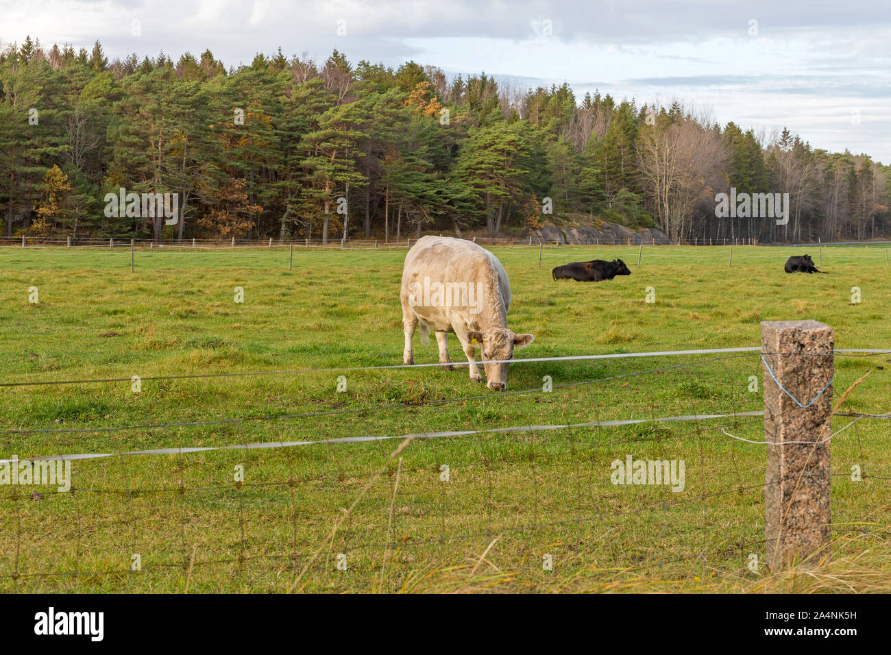 Norway farm cows hi-res stock photography and images - Alamy