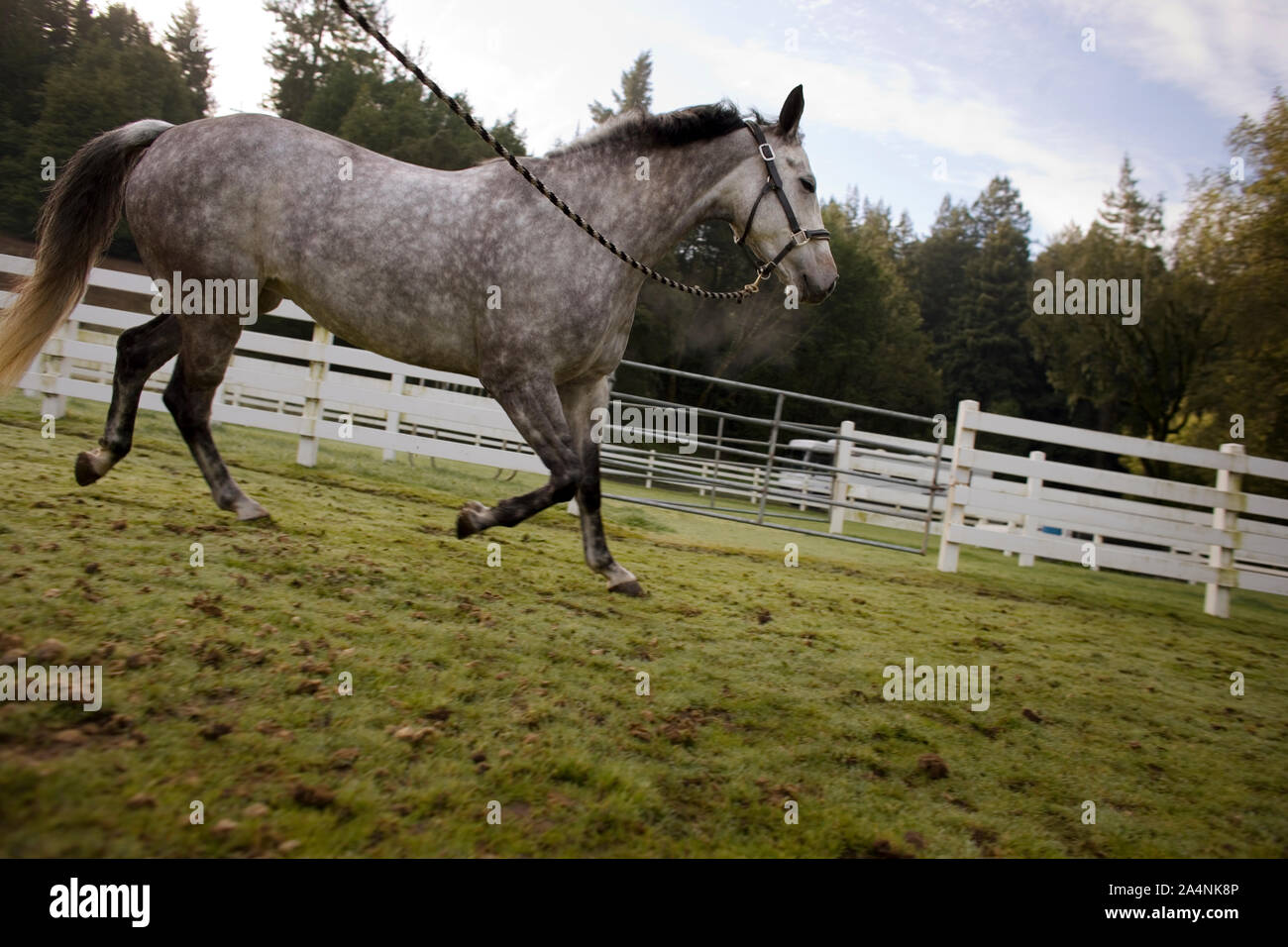Grey horse galloping in a fenced paddock Stock Photo - Alamy