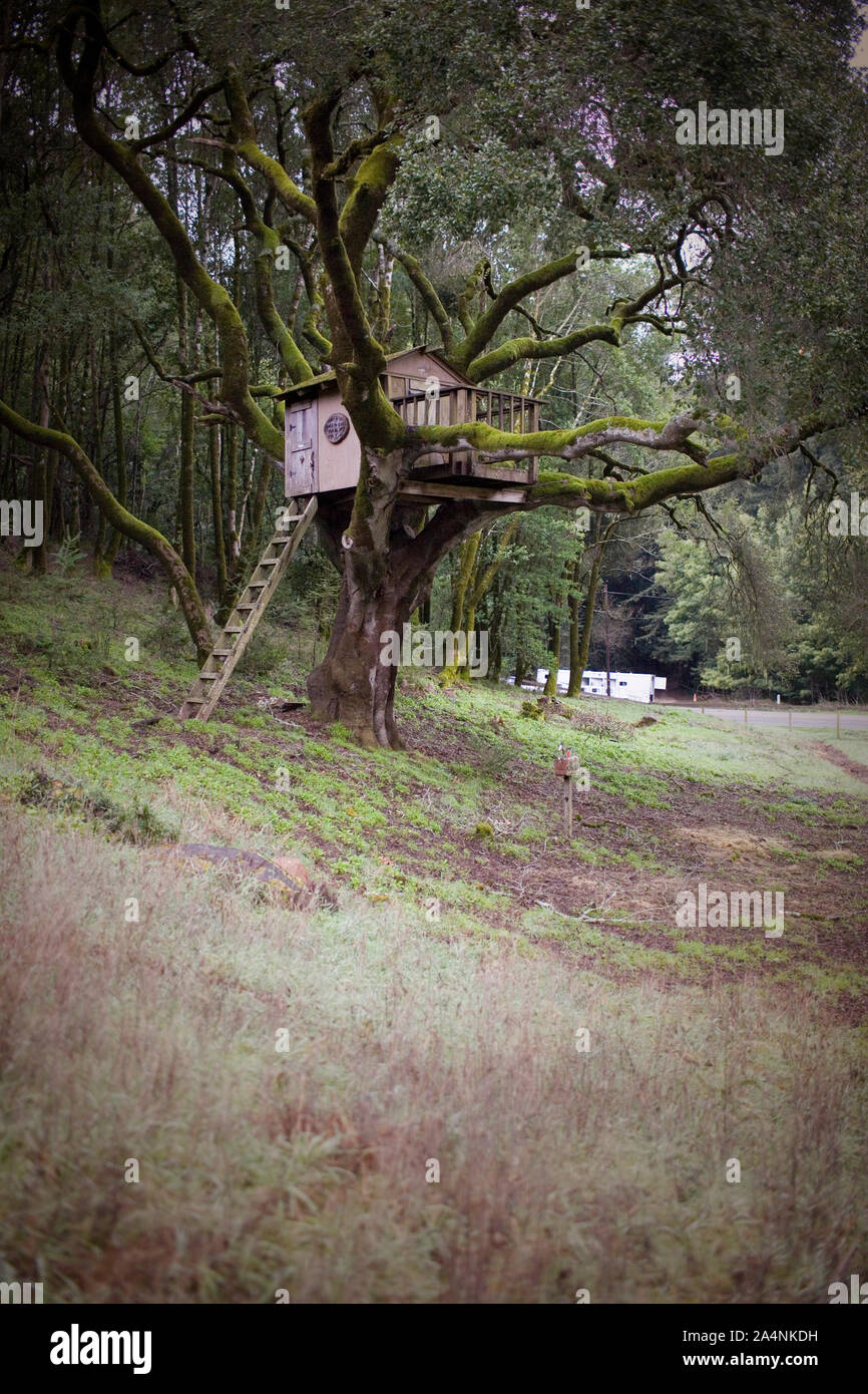 Wooden tree hut sitting in the branches of a tree in the country Stock ...