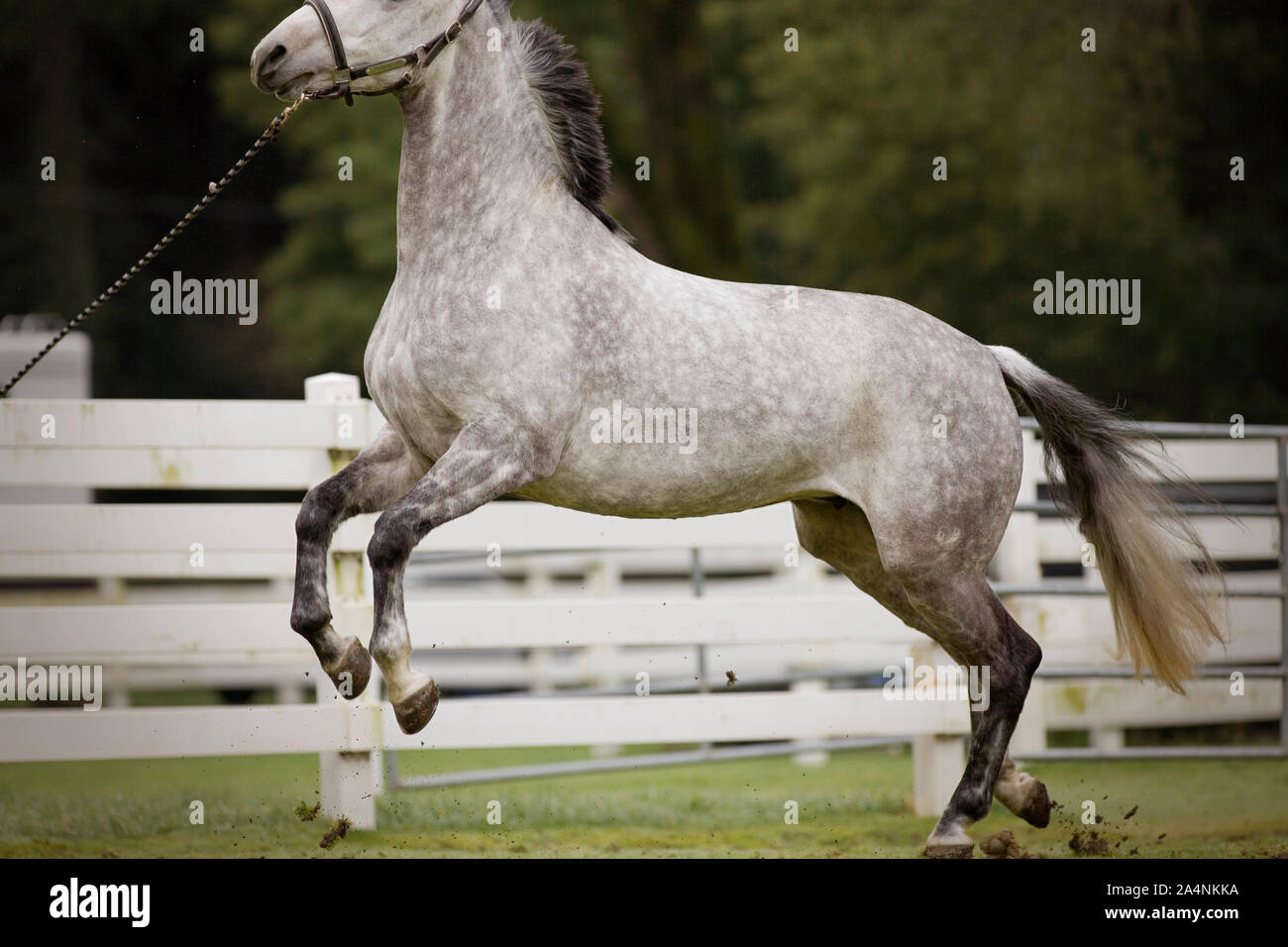 Grey horse galloping in a fenced paddock Stock Photo - Alamy