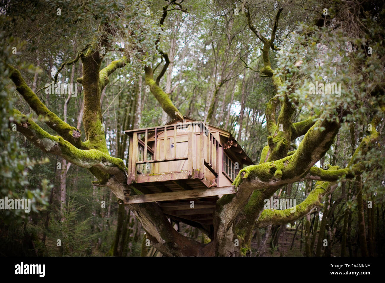 Wooden tree hut sitting in the branches of a tree in the country Stock ...