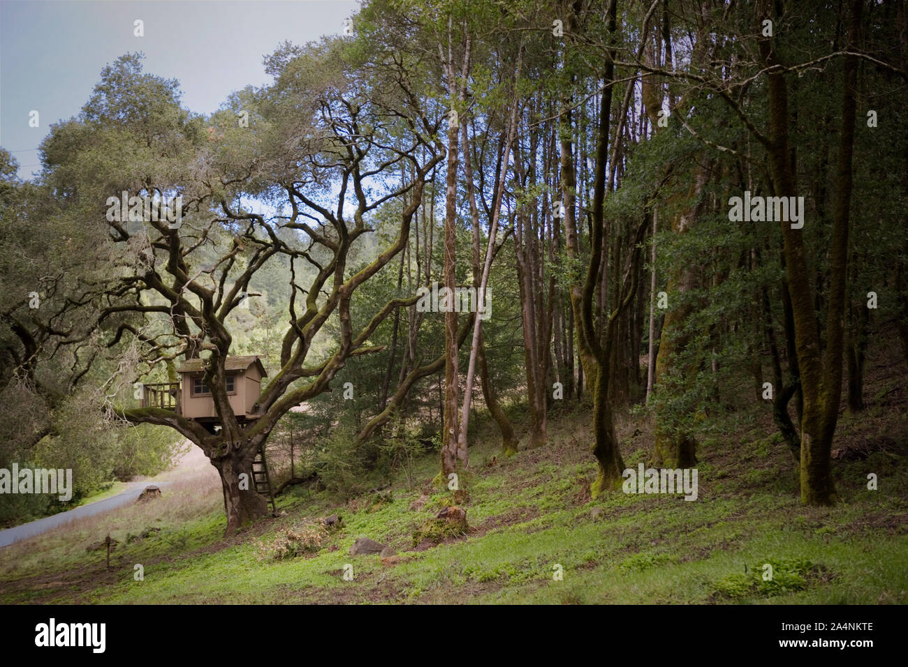 Wooden tree hut sitting in the branches of a tree in the country Stock ...