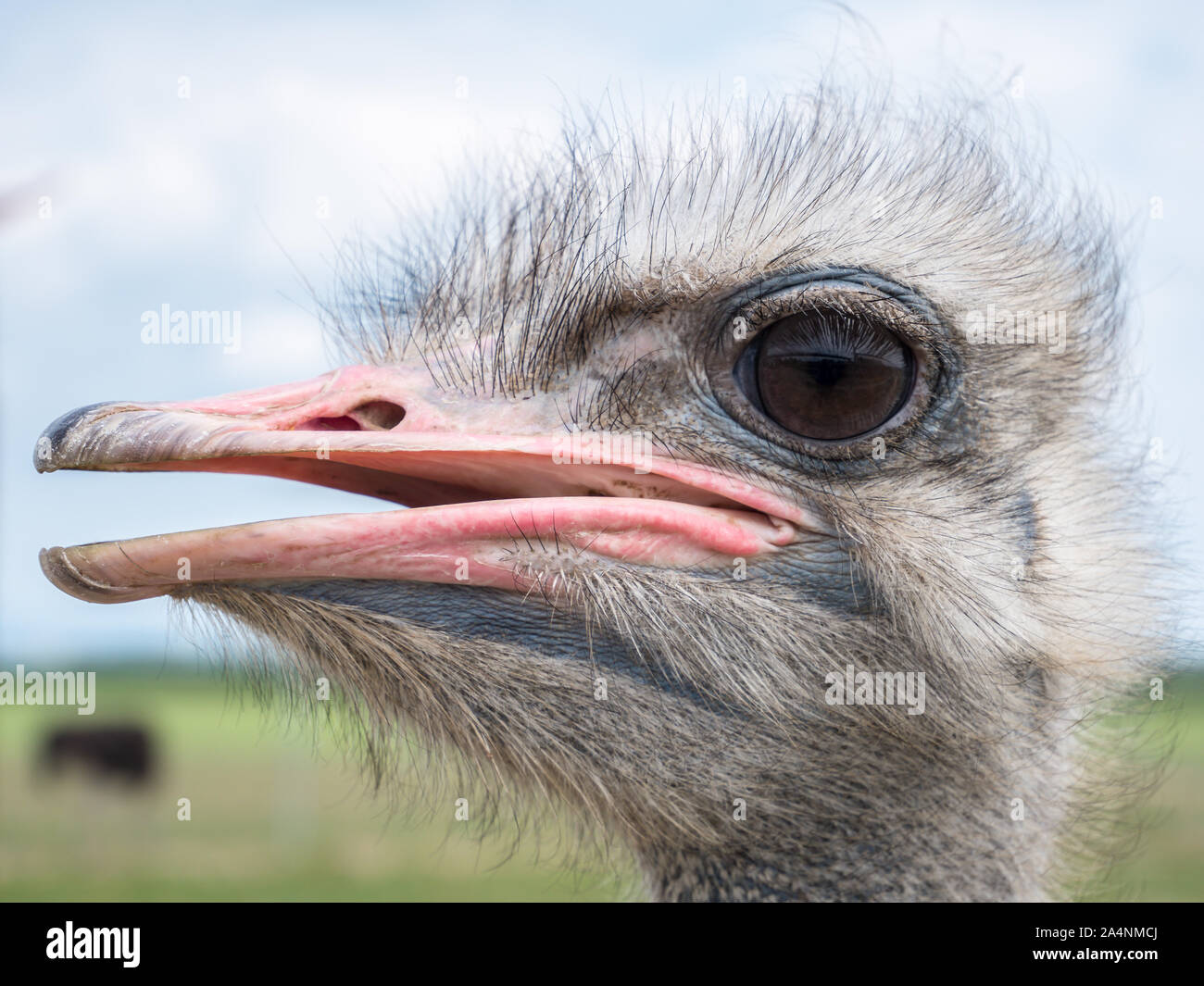 Strauss farm hi-res stock photography and images - Alamy