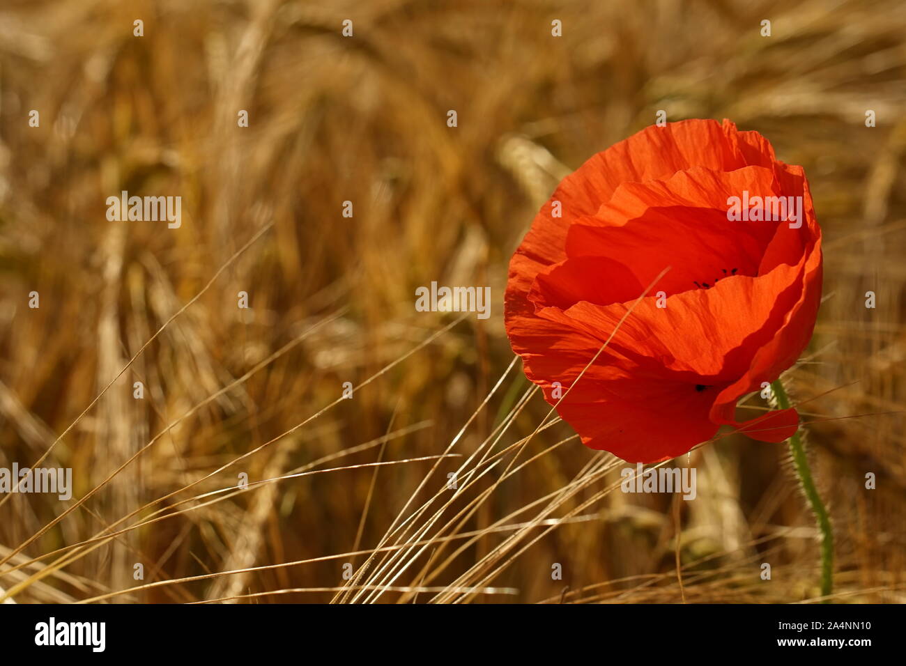 Remembrance poppy frame hi-res stock photography and images - Alamy