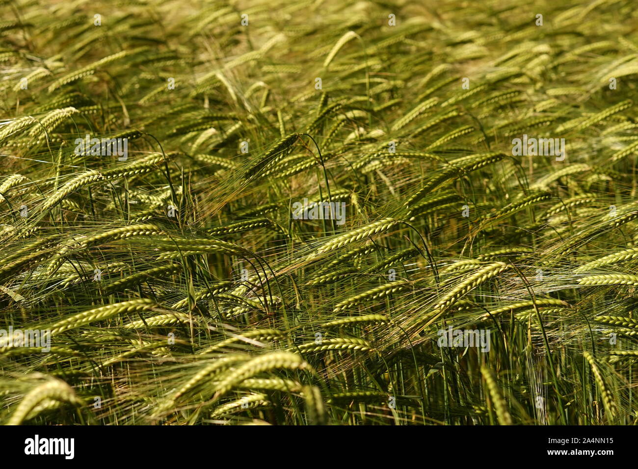 Wheat head hi-res stock photography and images - Alamy