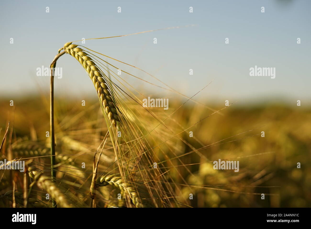 Bearded grain heads hi-res stock photography and images - Alamy
