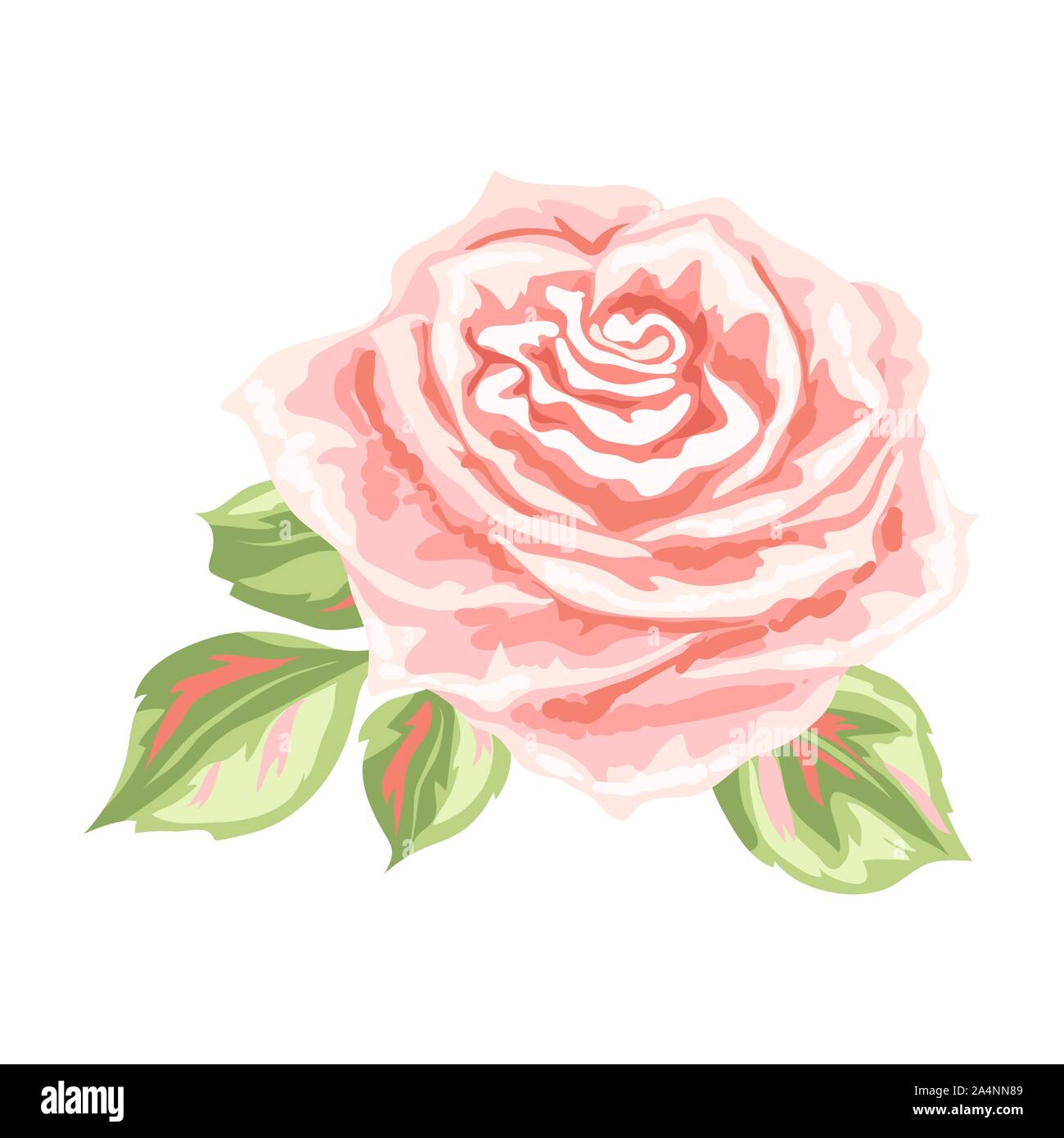 Tender pink rose petal Stock Vector Images - Alamy