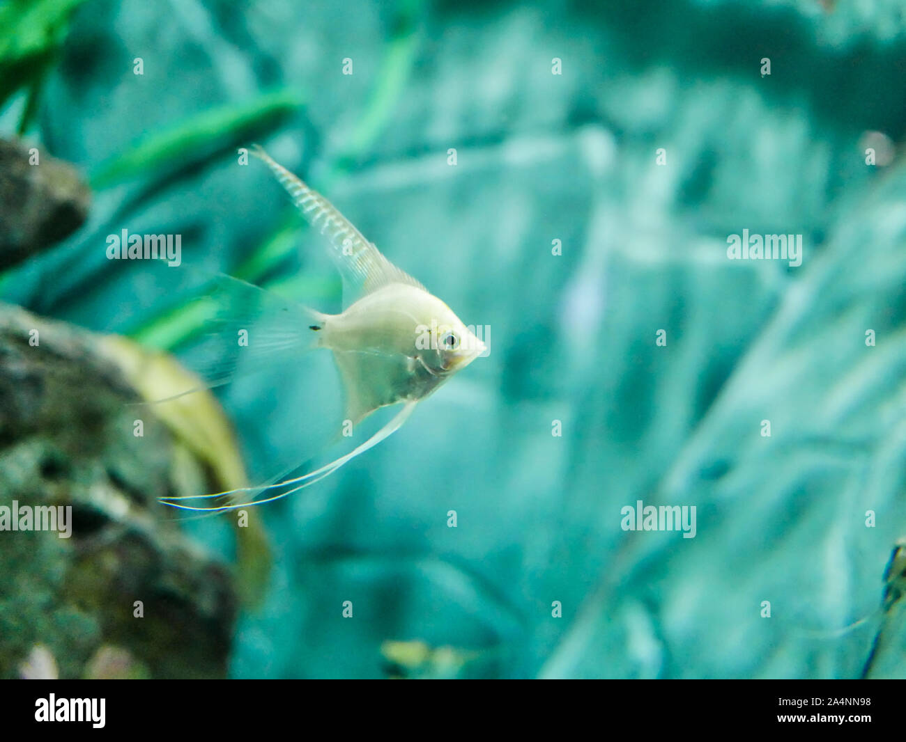 Black and white angel fish hi-res stock photography and images - Alamy