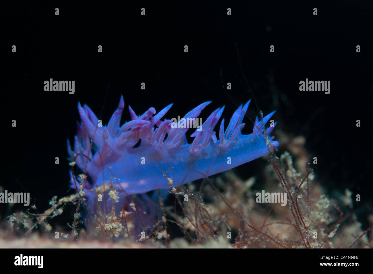 Sea slug mouth hi-res stock photography and images - Alamy