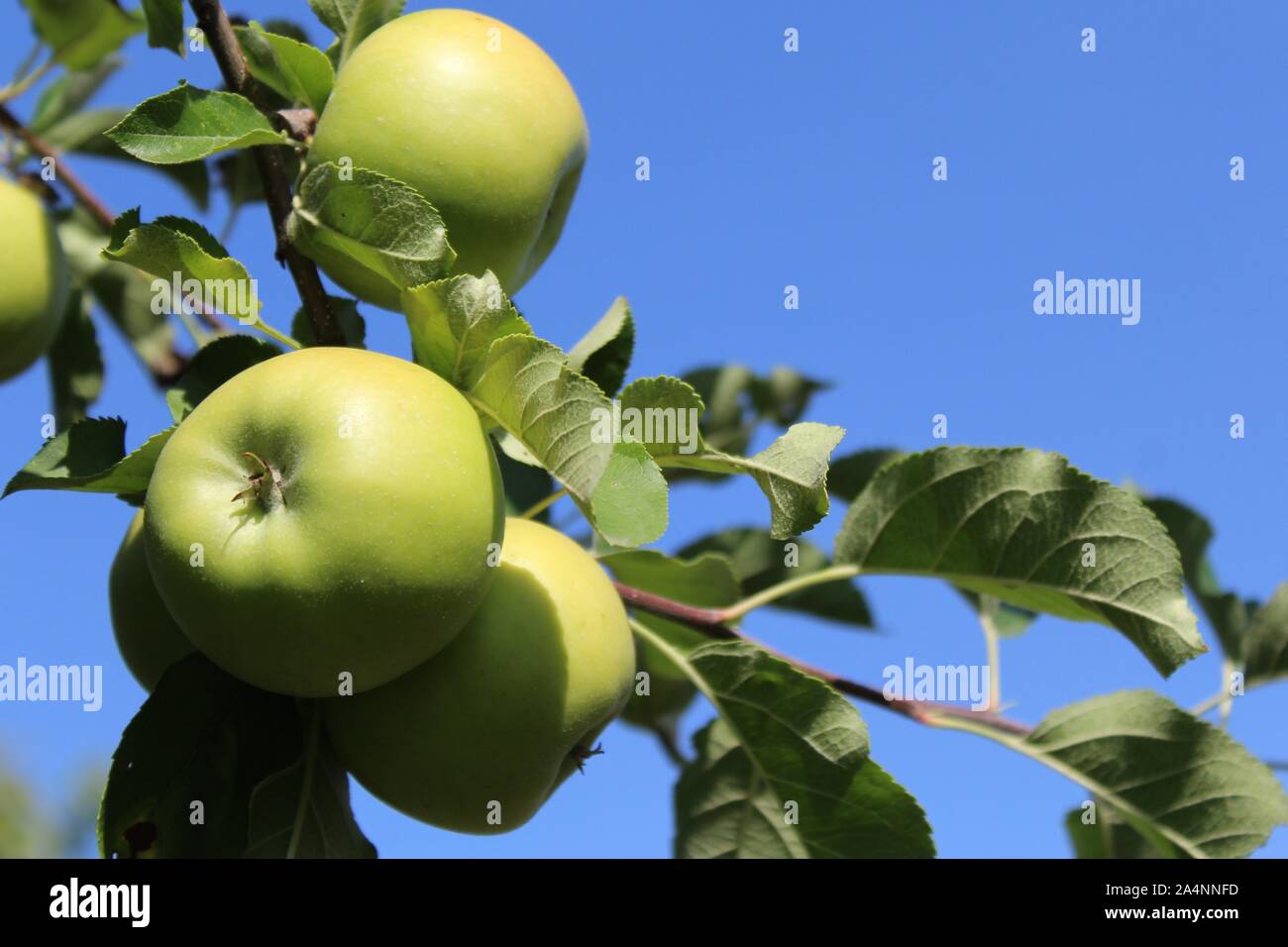 The picture shows apples on a apple tree in the summer Stock Photo - Alamy