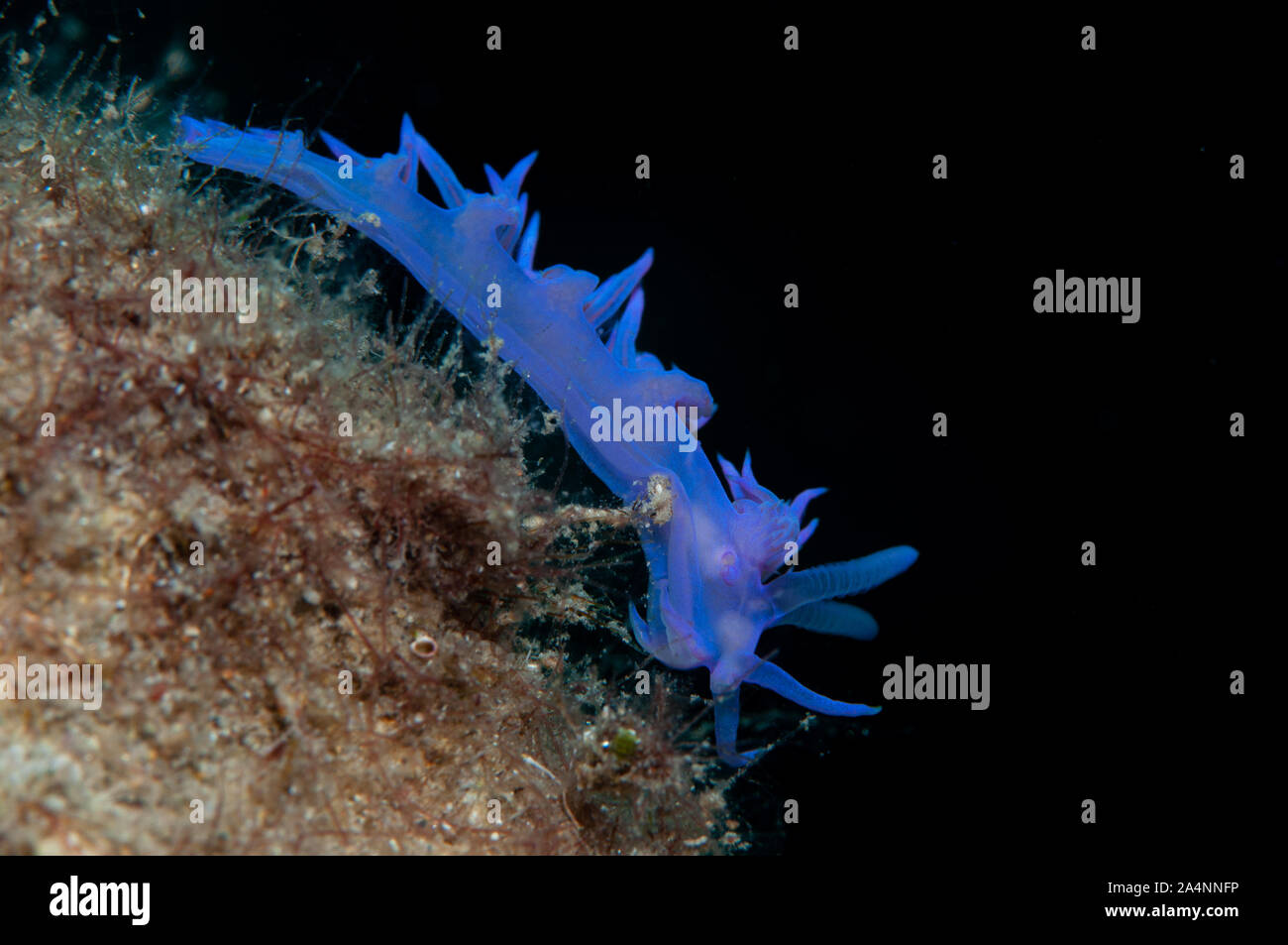 a small invertebrate slips on the seabed Stock Photo - Alamy