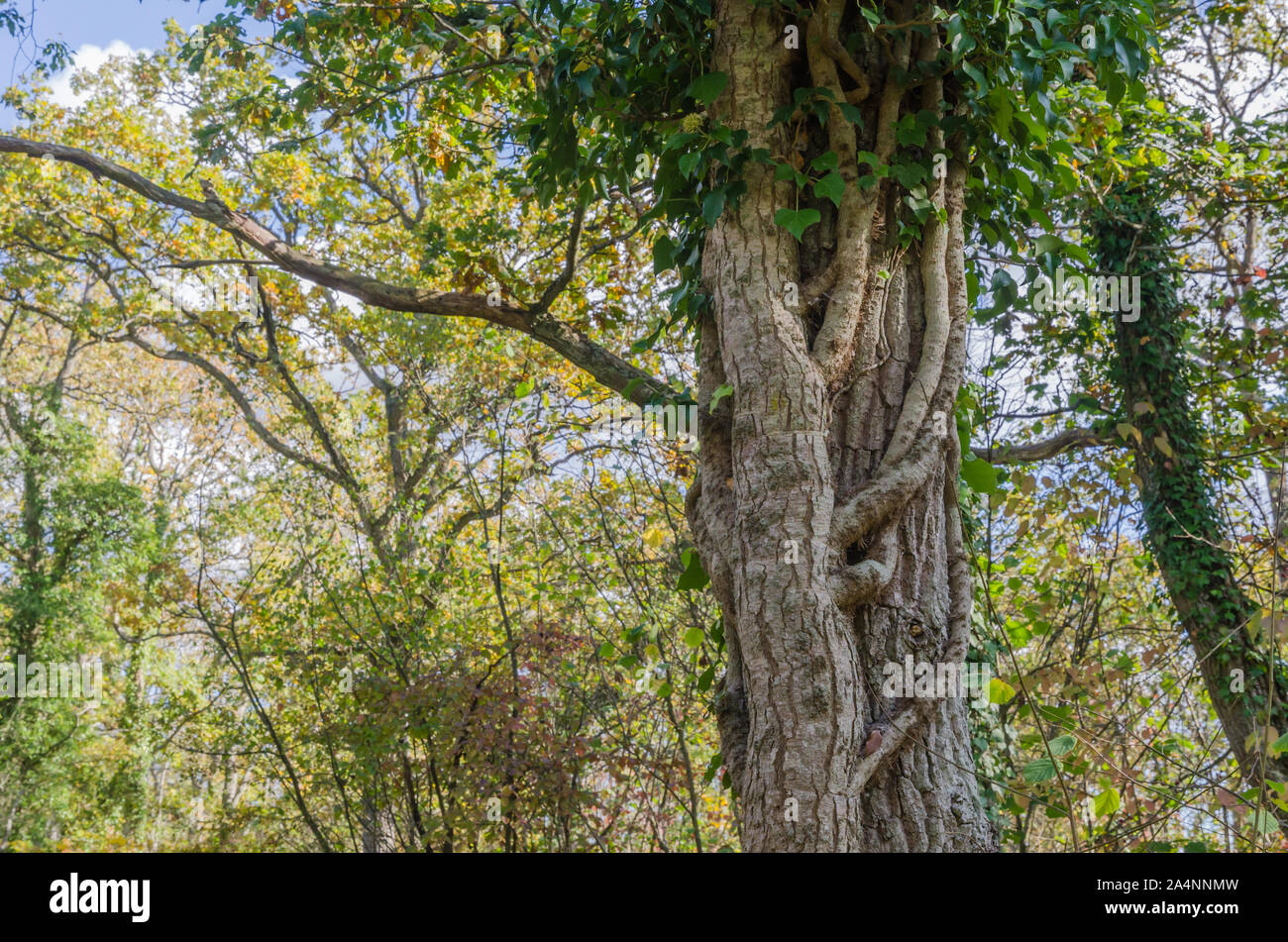 Strangle plant hi-res stock photography and images - Alamy