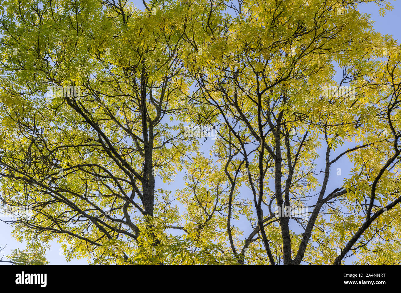 Yellow ash tree hi-res stock photography and images - Alamy