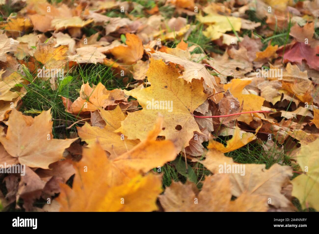 gold autumn colors Stock Photo - Alamy