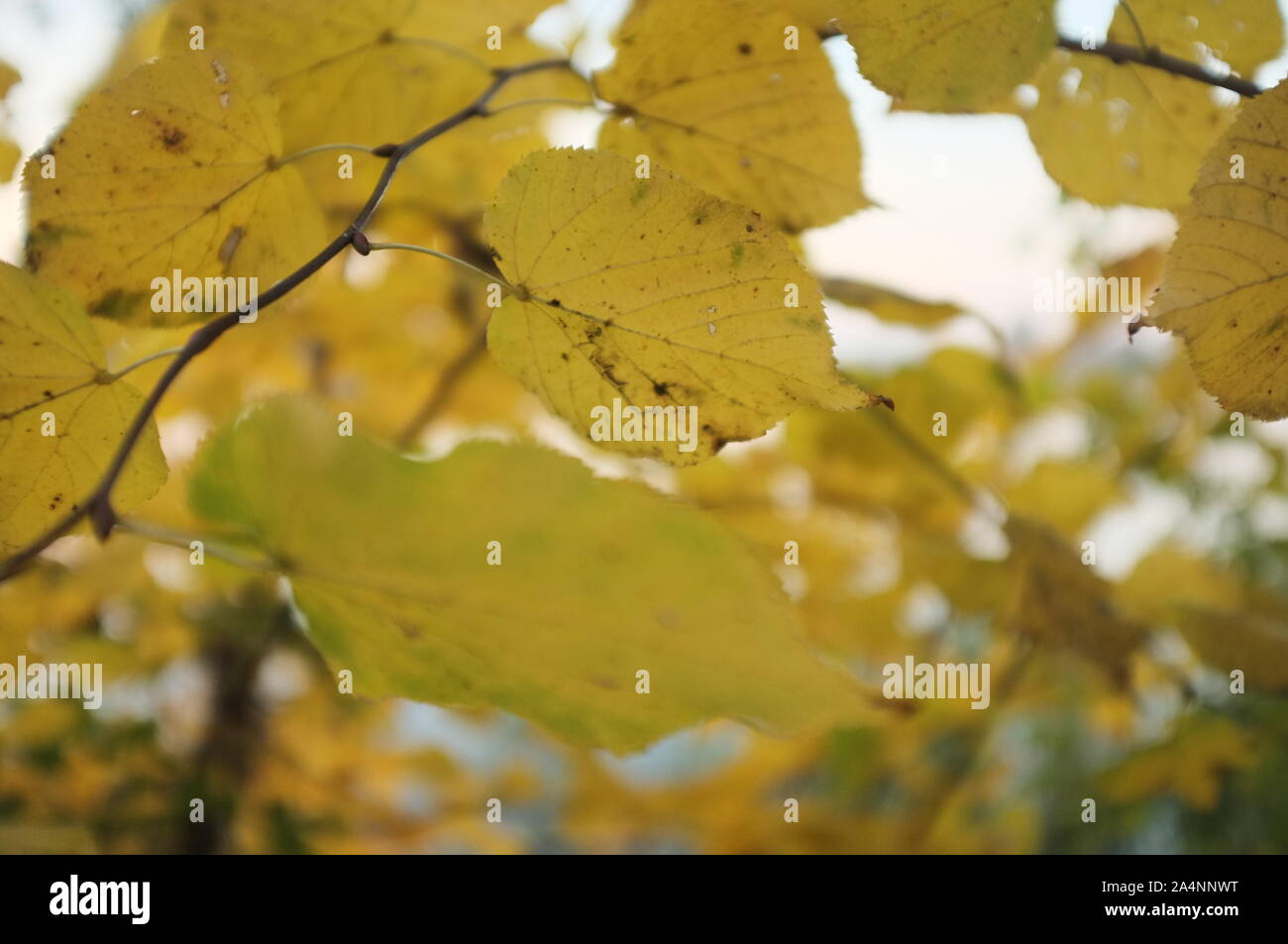 gold autumn colors Stock Photo - Alamy