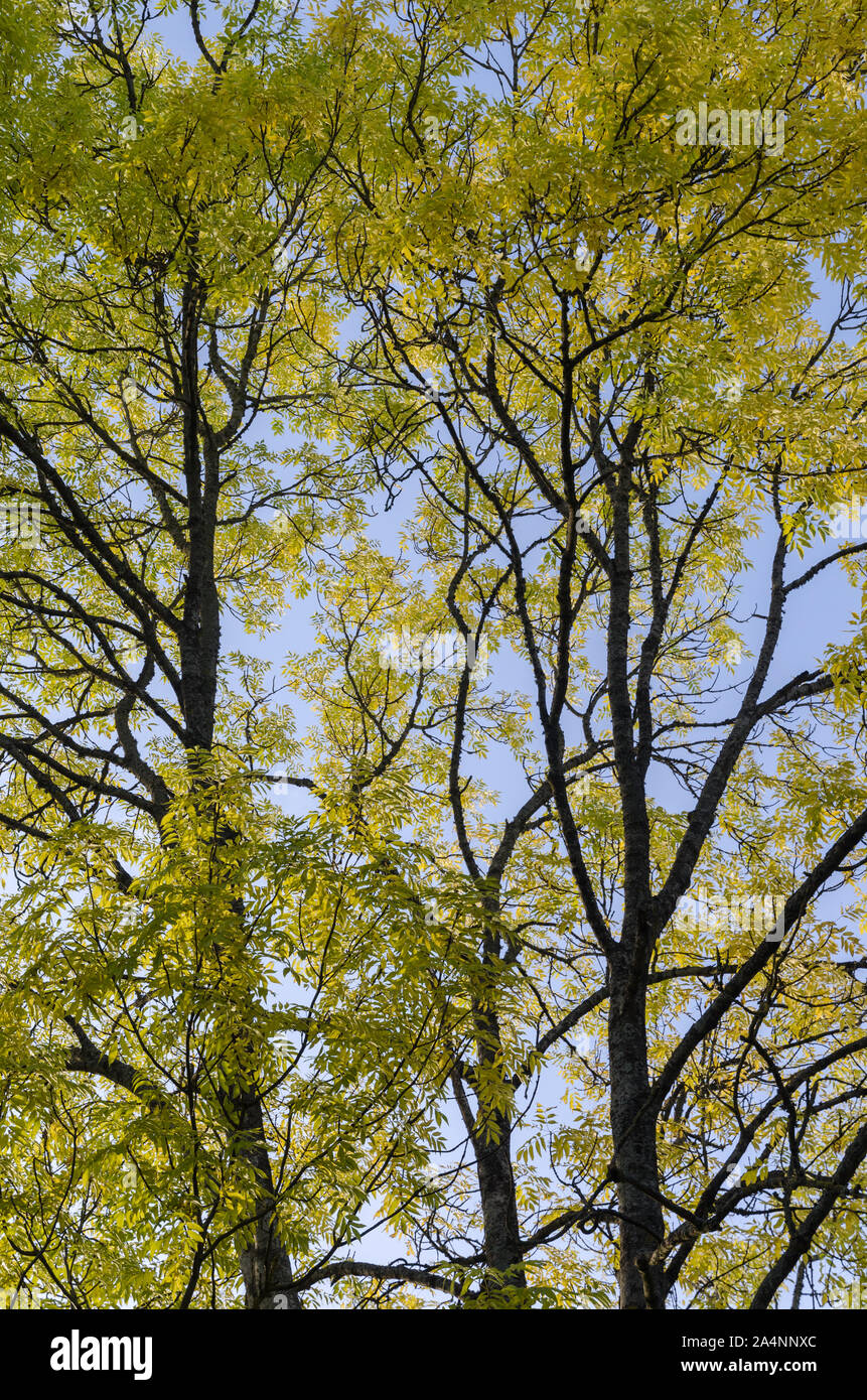 Big ash tree in leaf hi-res stock photography and images - Alamy