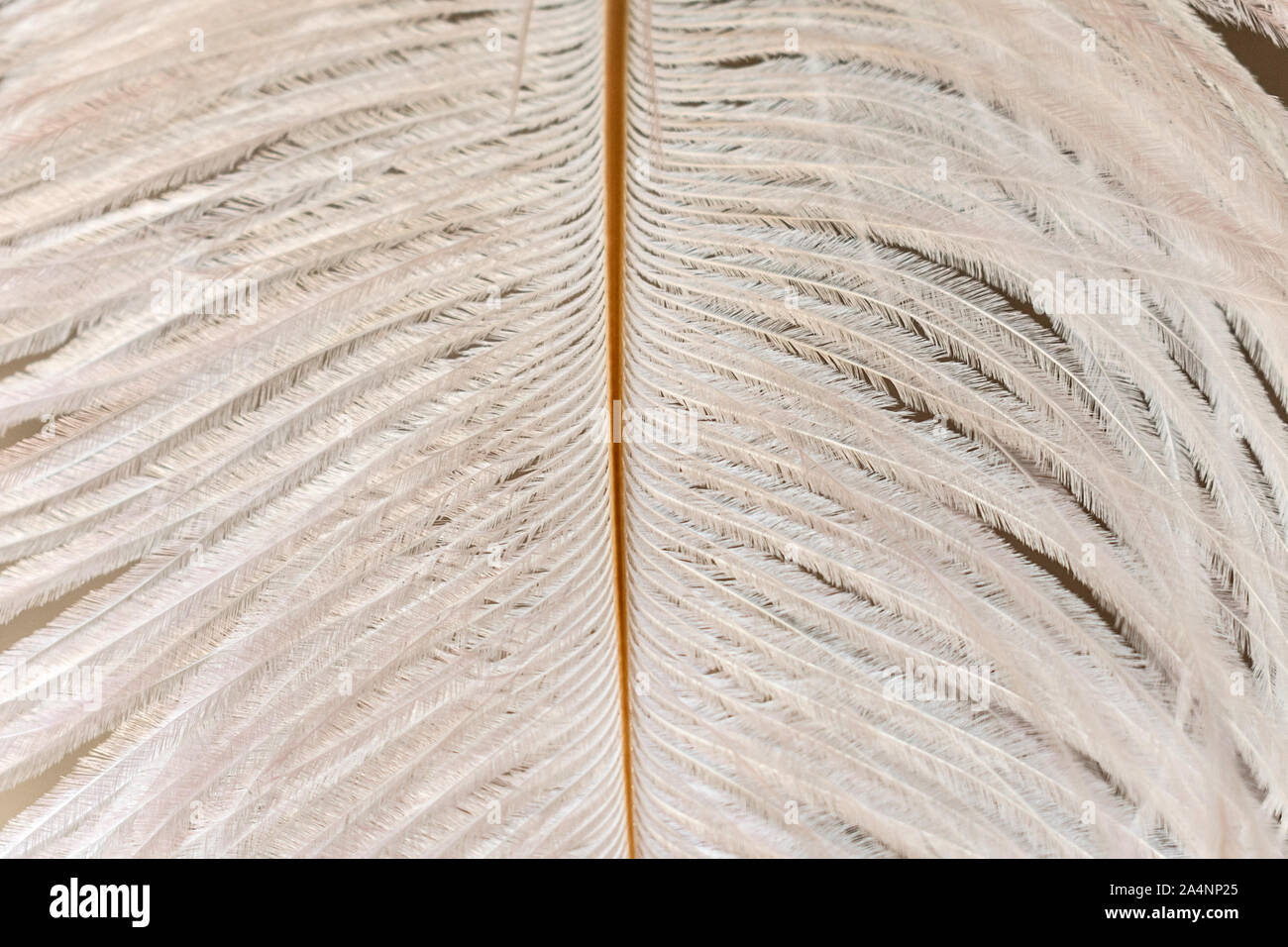White ostrich feather close-up. Feather texture Stock Photo - Alamy