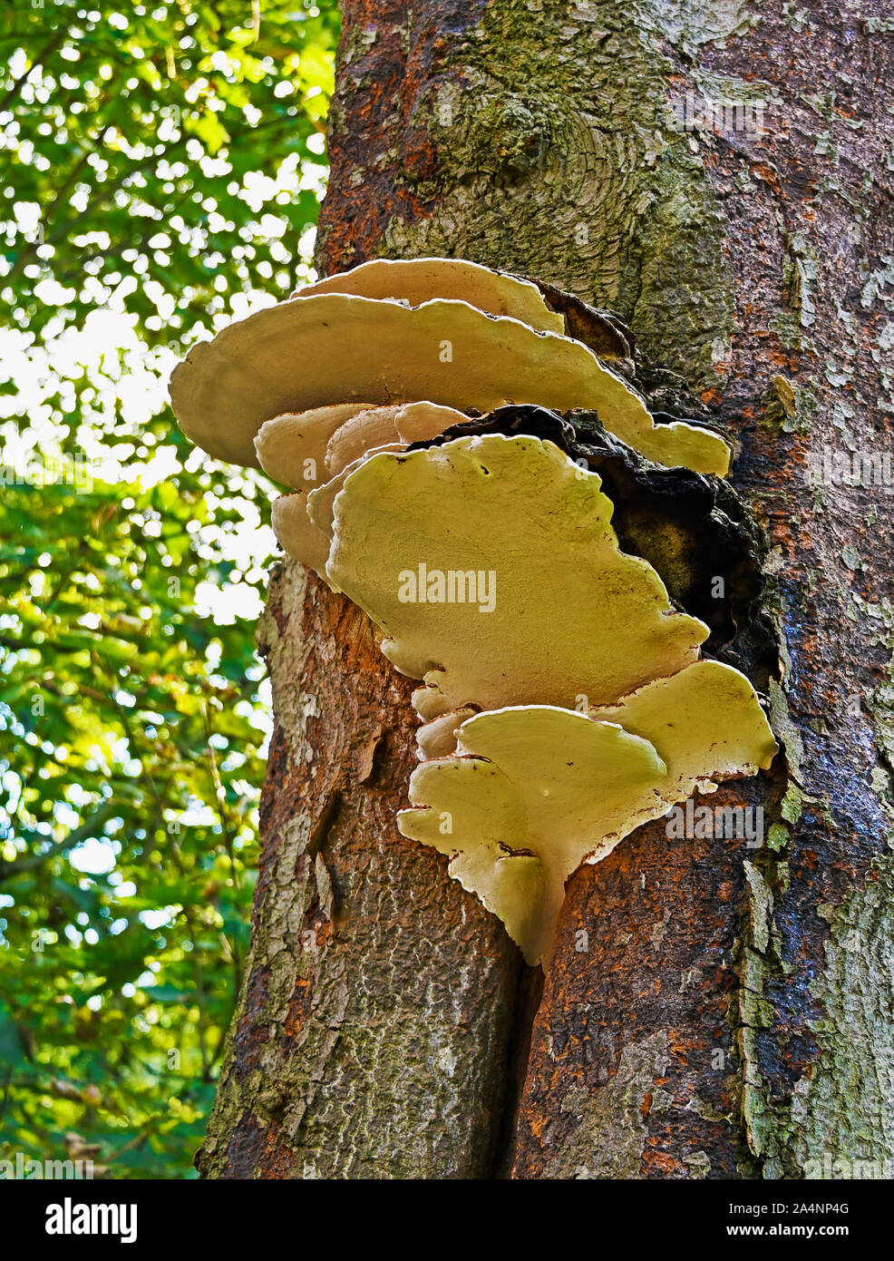 Shelf Fungus High Resolution Stock Photography and Images - Alamy